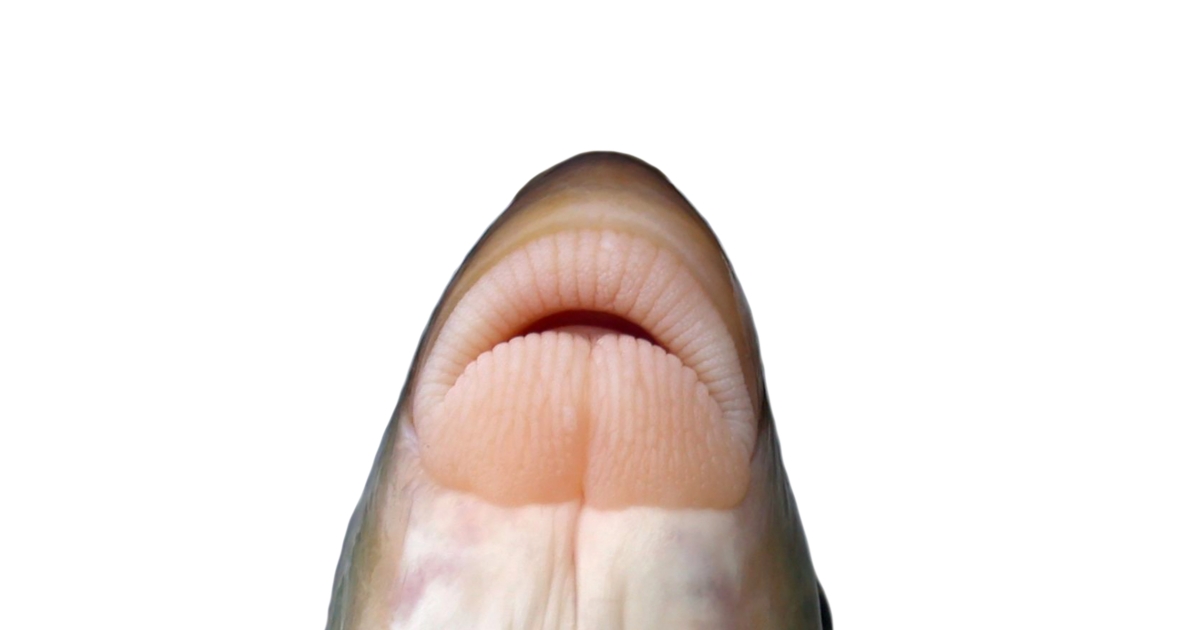 "The Fish that Wears a Feather" | U.S. Fish & Wildlife Service