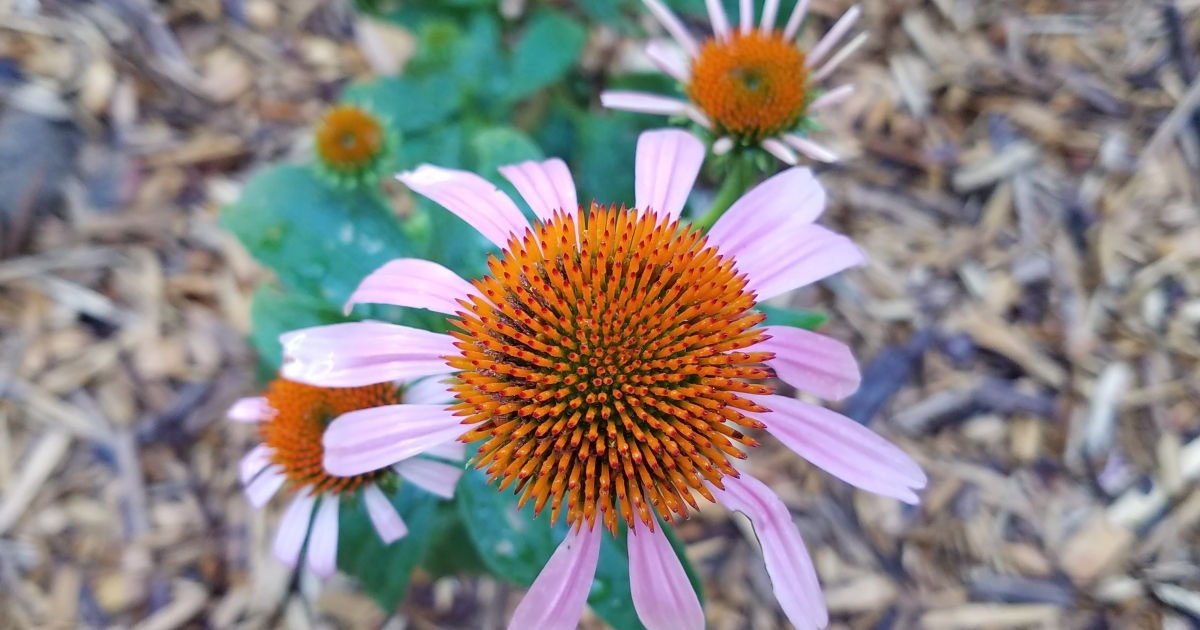 Native plant list | U.S. Fish & Wildlife Service