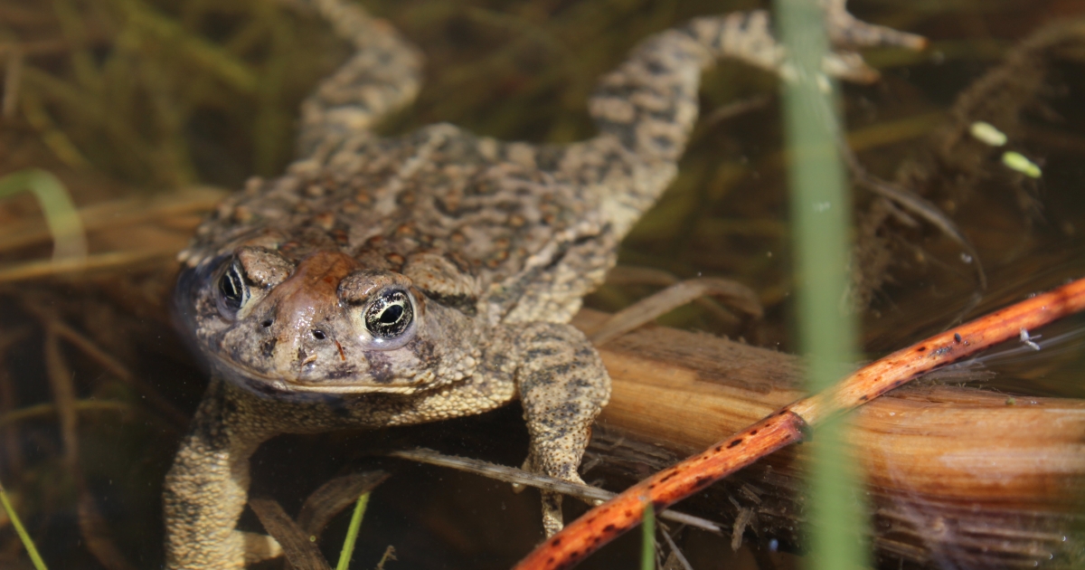 Wyoming Toad (Bufo hemiophrys baxteri) | U.S. Fish & Wildlife Service