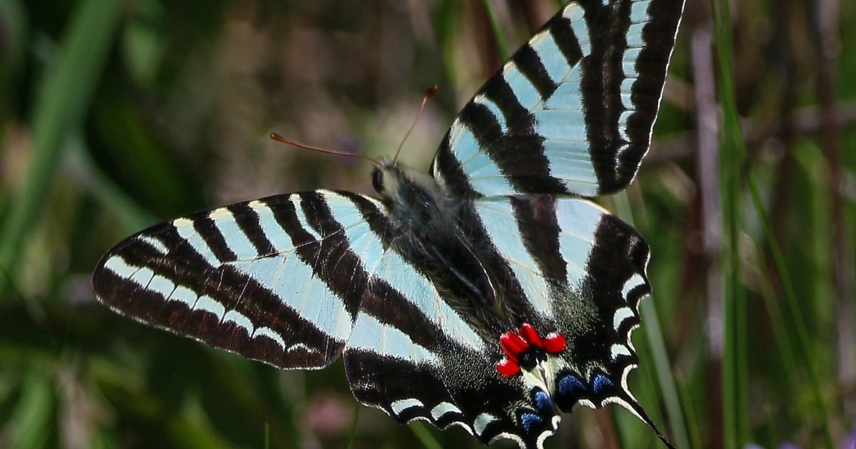 Beautiful Zebra Swallowtail Butterfly | U.S. Fish & Wildlife Service