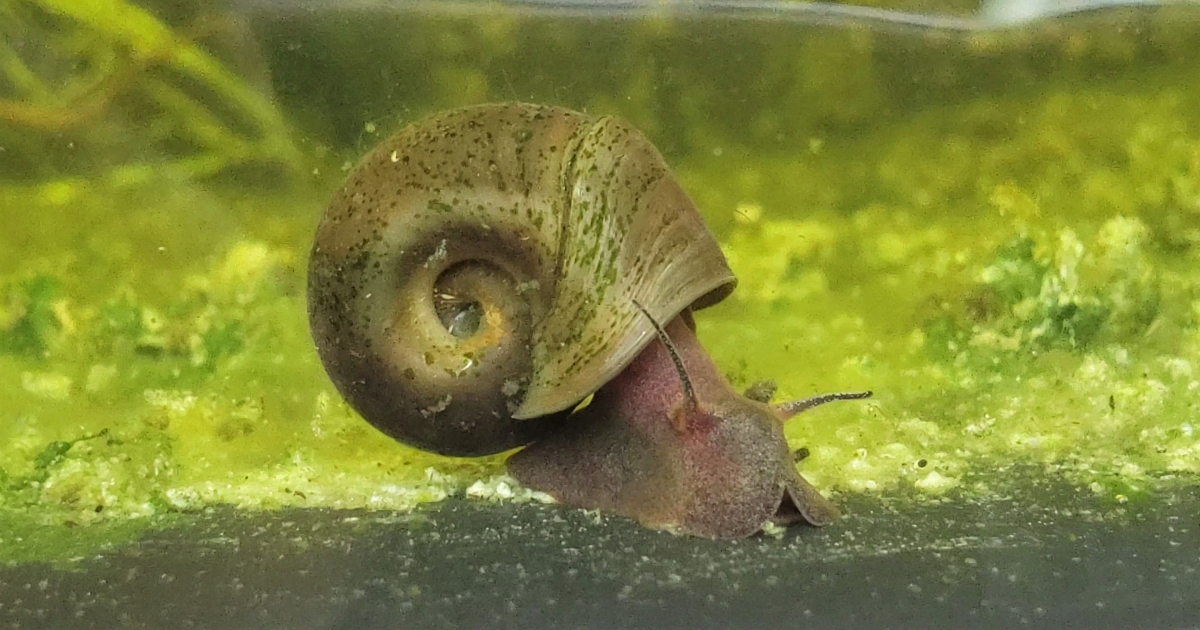 Magnificent Rams-horn (Planorbella magnifica) | U.S. Fish & Wildlife ...