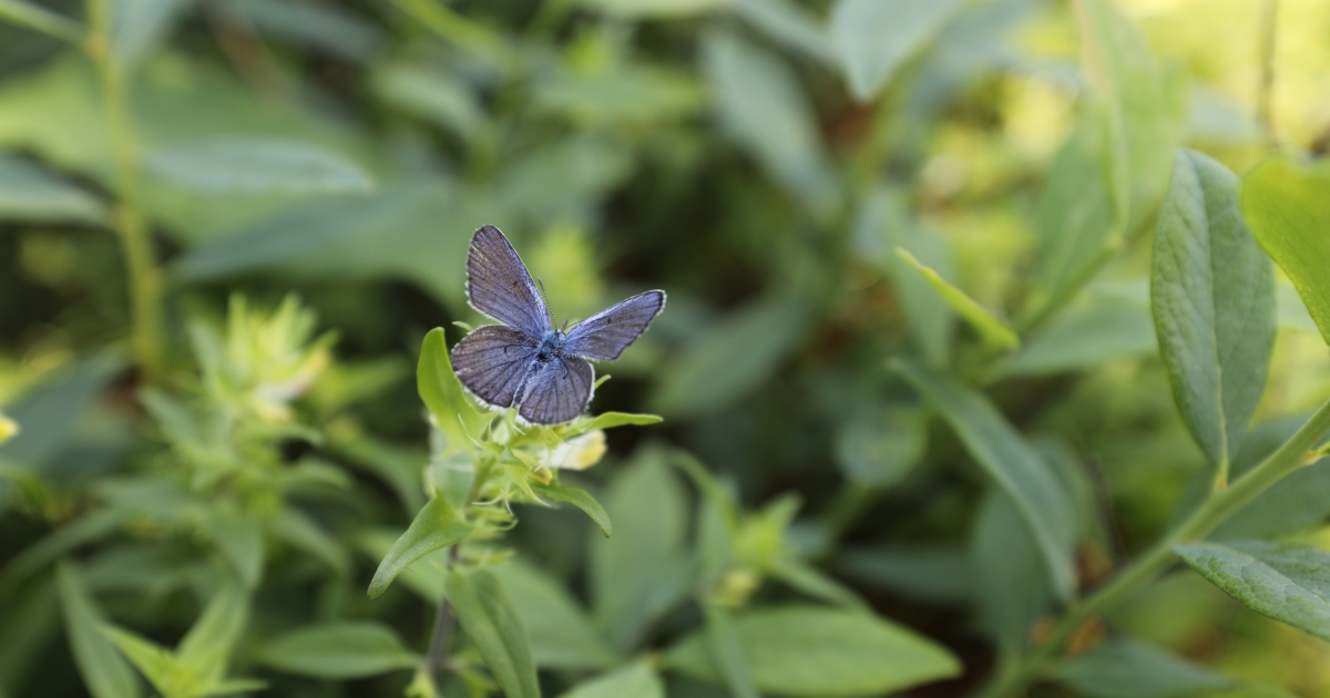 Karner blue butterfly recovery in New Hampshire | U.S. Fish & Wildlife ...