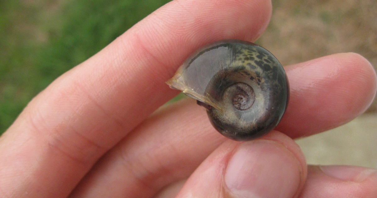 Magnificent ramshorn listing and critical habitat | U.S. Fish ...