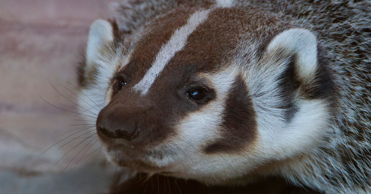 American Badger (Taxidea taxus) | U.S. Fish & Wildlife Service