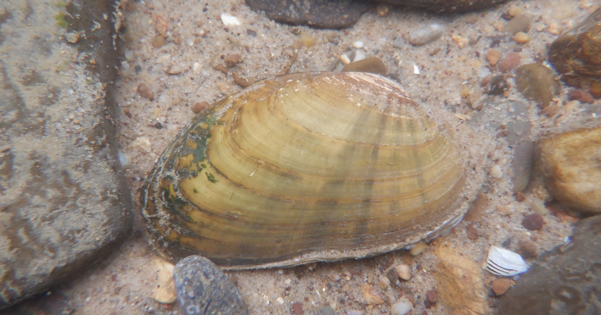 Service Announces Availability of Final Recovery Plan for Fluted ...