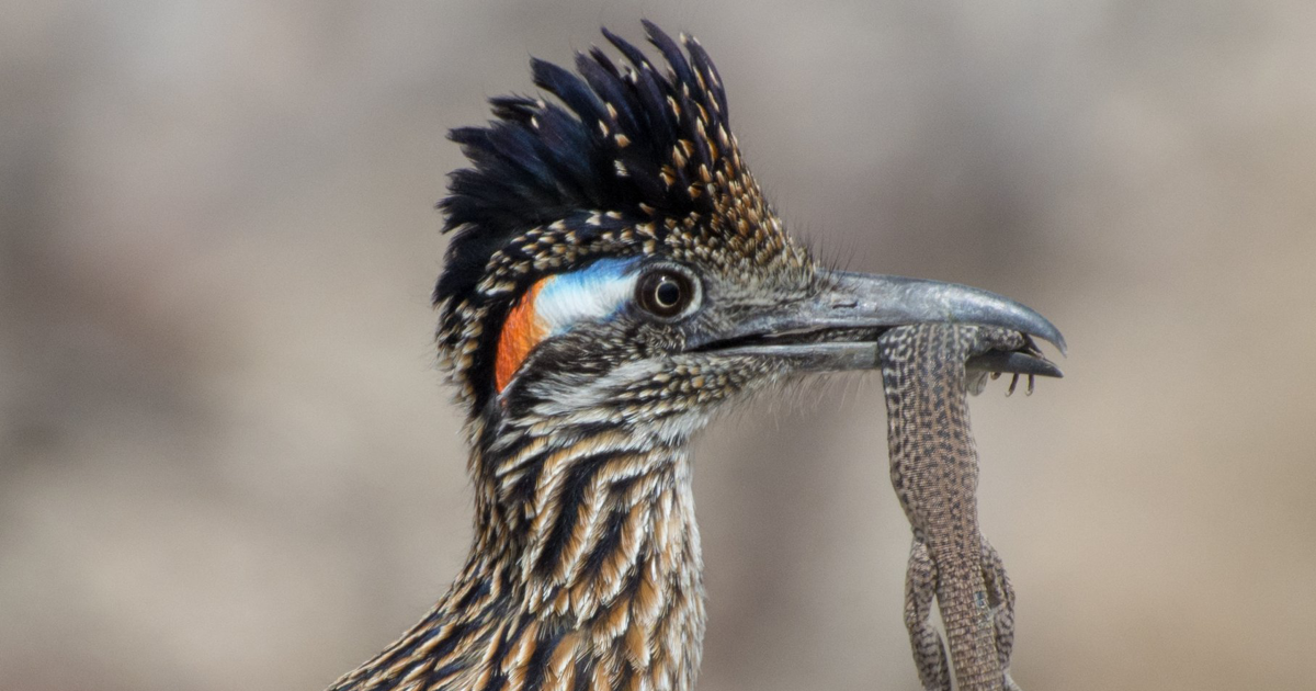 roadrunner bird type