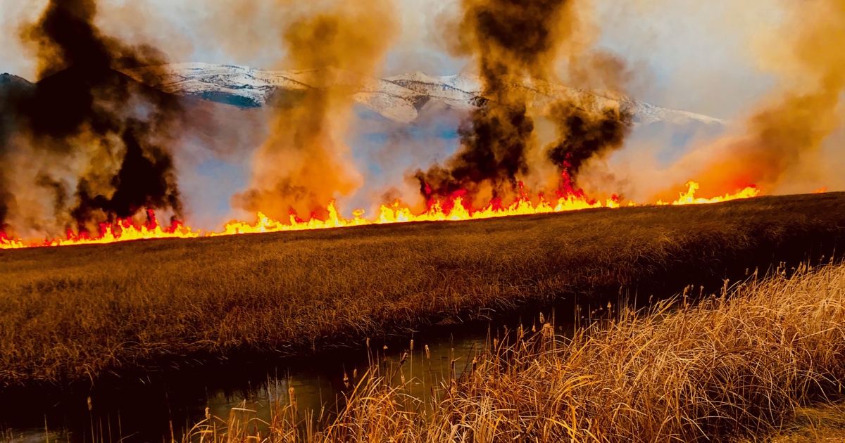 Using prescribed fire to improve habitat and save wildlife | U.S. Fish ...