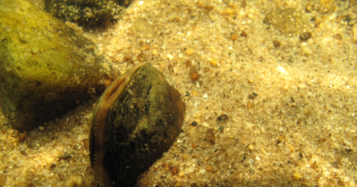 Appalachian Elktoe (Alasmidonta raveneliana) | U.S. Fish & Wildlife Service