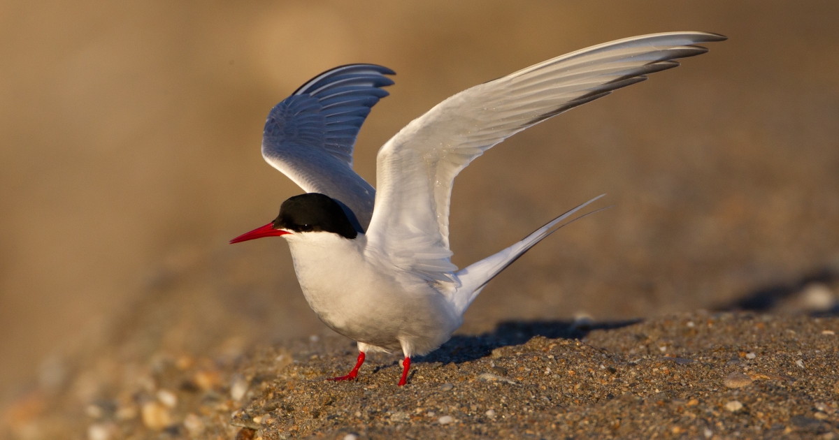 arctic tern bird
