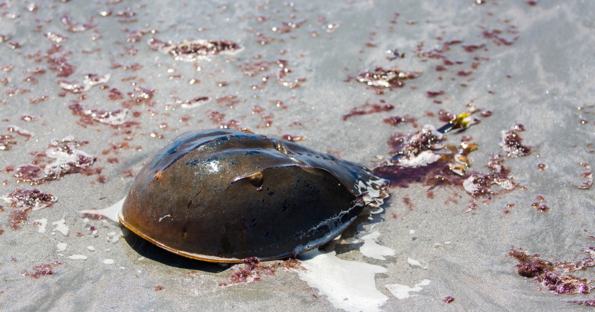 are horseshoe crabs rare