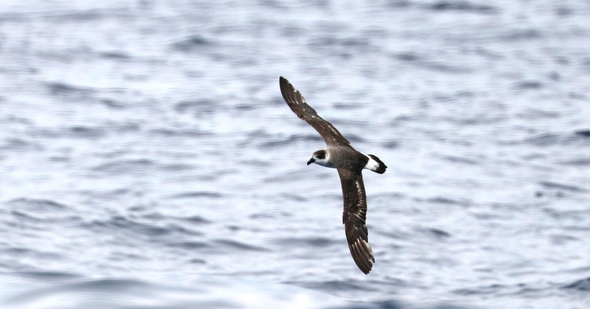 Black-capped Petrel (Pterodroma hasitata) | U.S. Fish & Wildlife Service