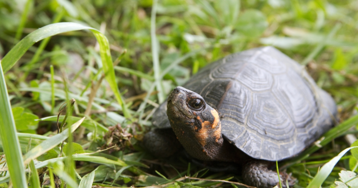 Protected spaces give bog turtles a reason to come out of their shell ...