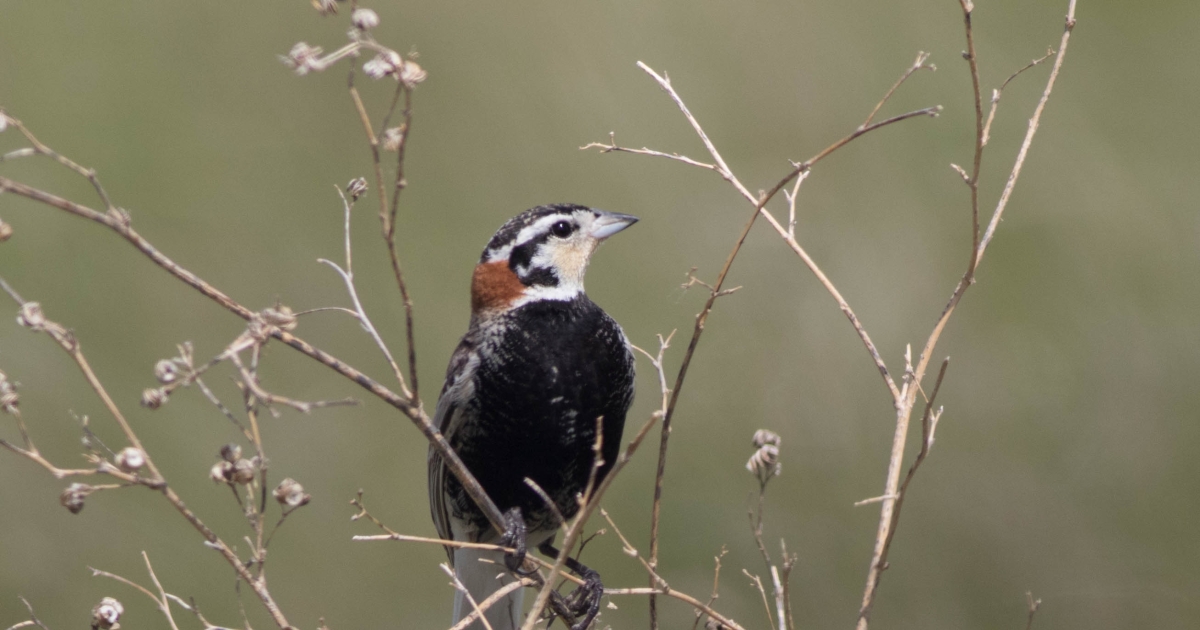 Grassland Birds | U.S. Fish & Wildlife Service