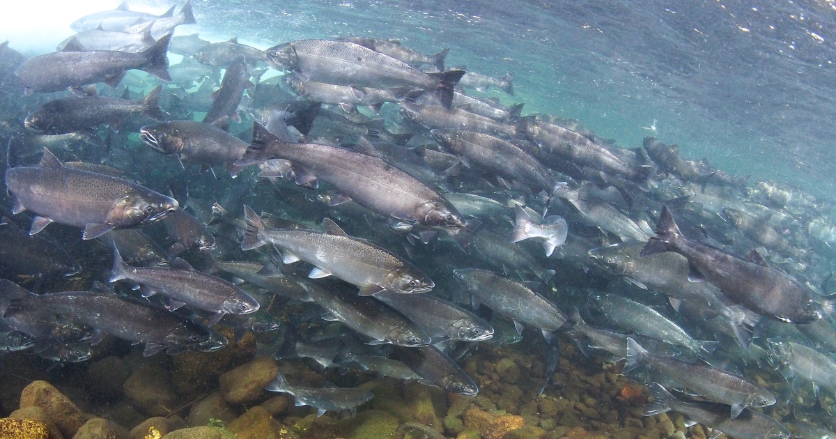 Olympic Peninsula Fish Hatcheries Adapt to a Changing Climate | U.S ...