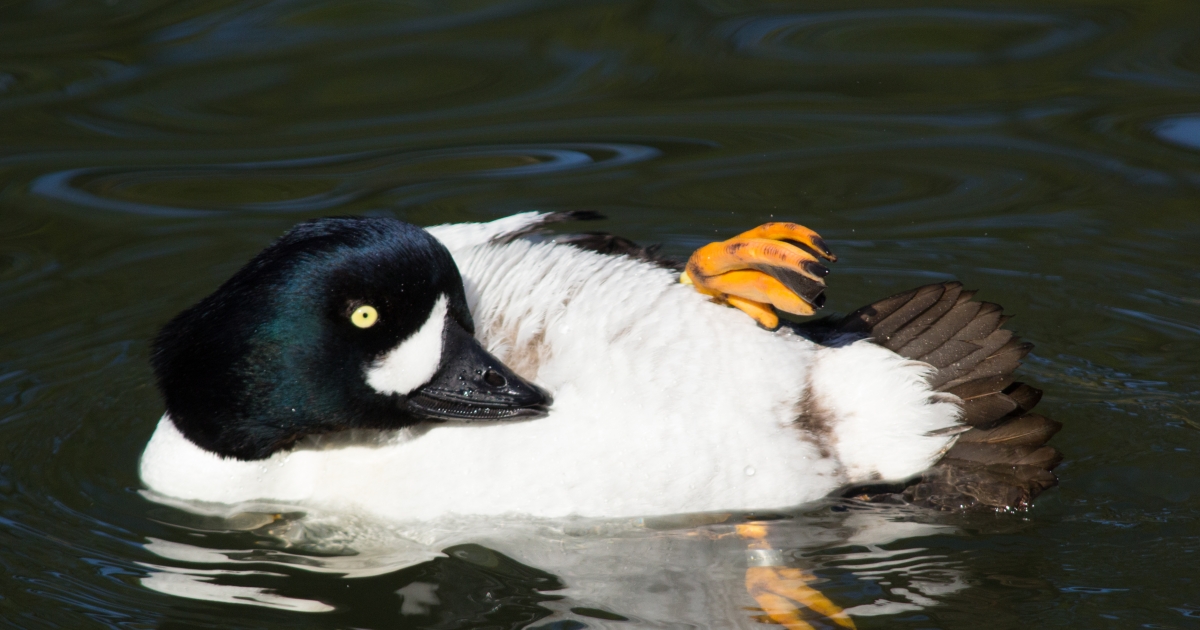 Common Goldeneye (Bucephala clangula) | U.S. Fish & Wildlife Service