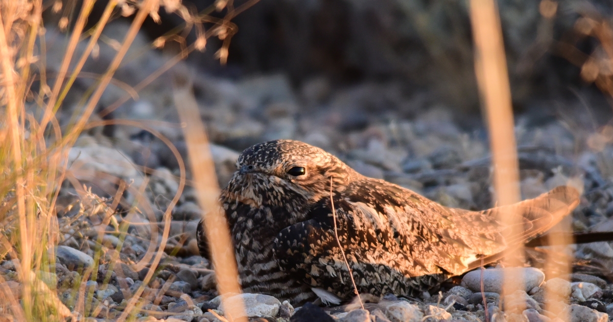 Chordeiles minor henryi (Chordeiles minor henryi) | U.S. Fish ...