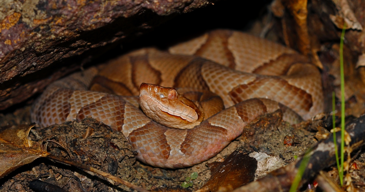 Copperhead (Agkistrodon contortrix) | U.S. Fish & Wildlife Service