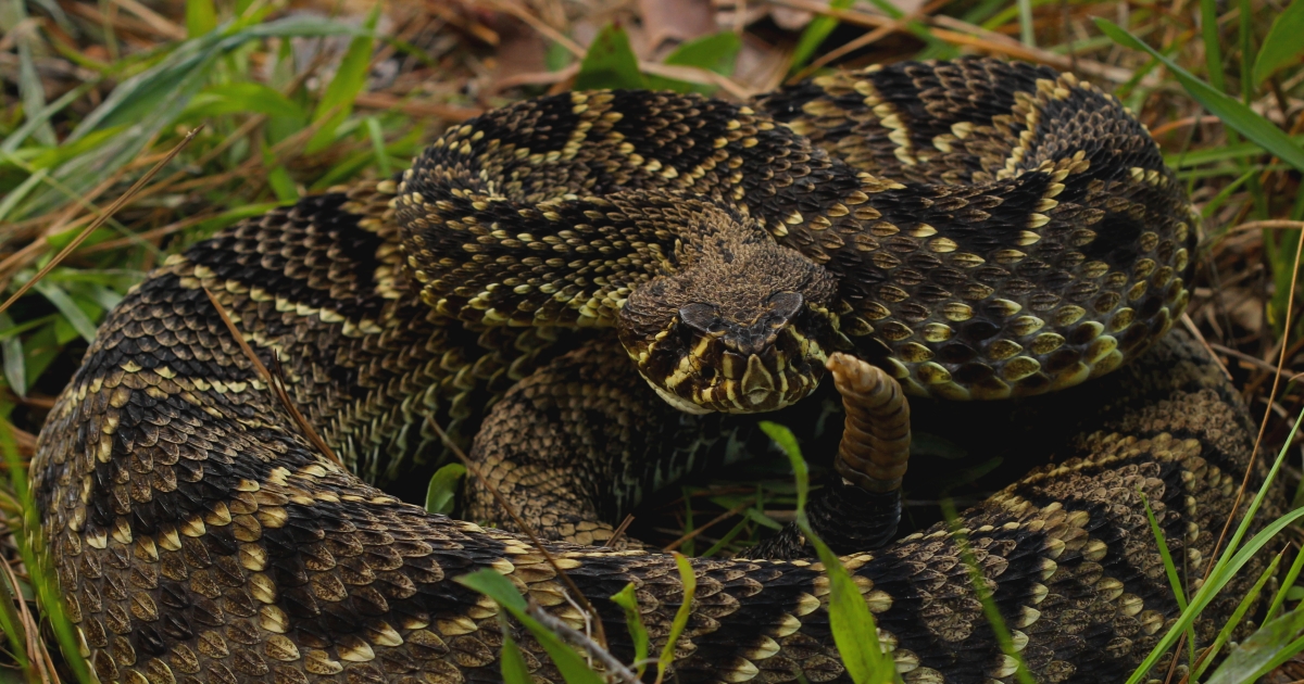 eastern diamondback