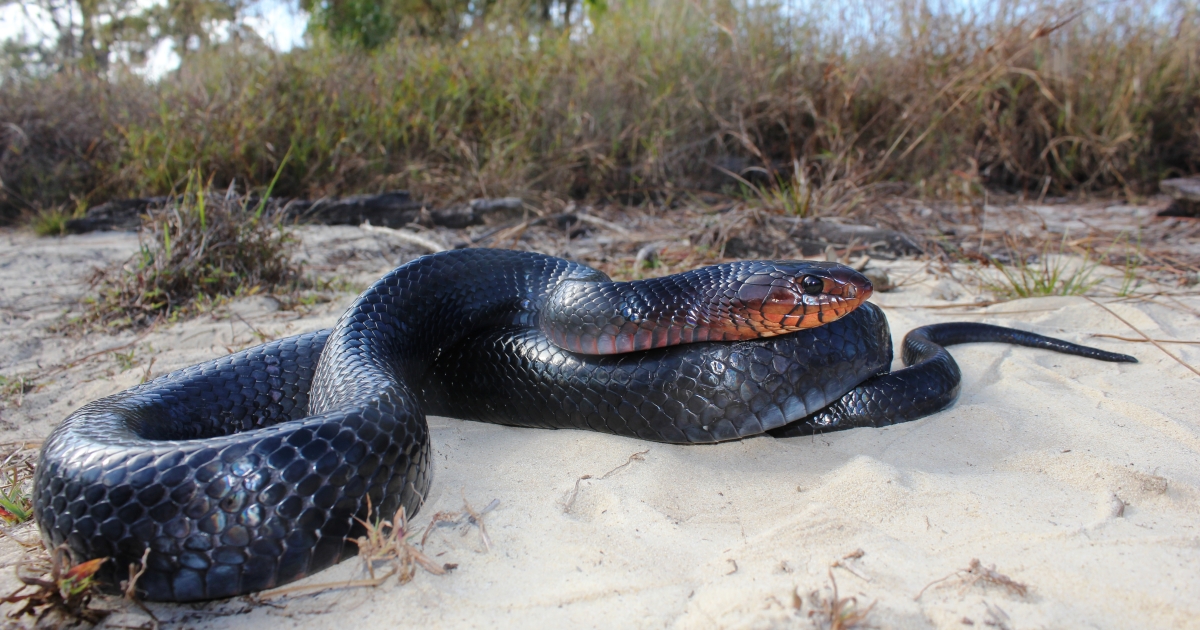 Eastern Indigo Snake (Drymarchon couperi) | U.S. Fish & Wildlife Service