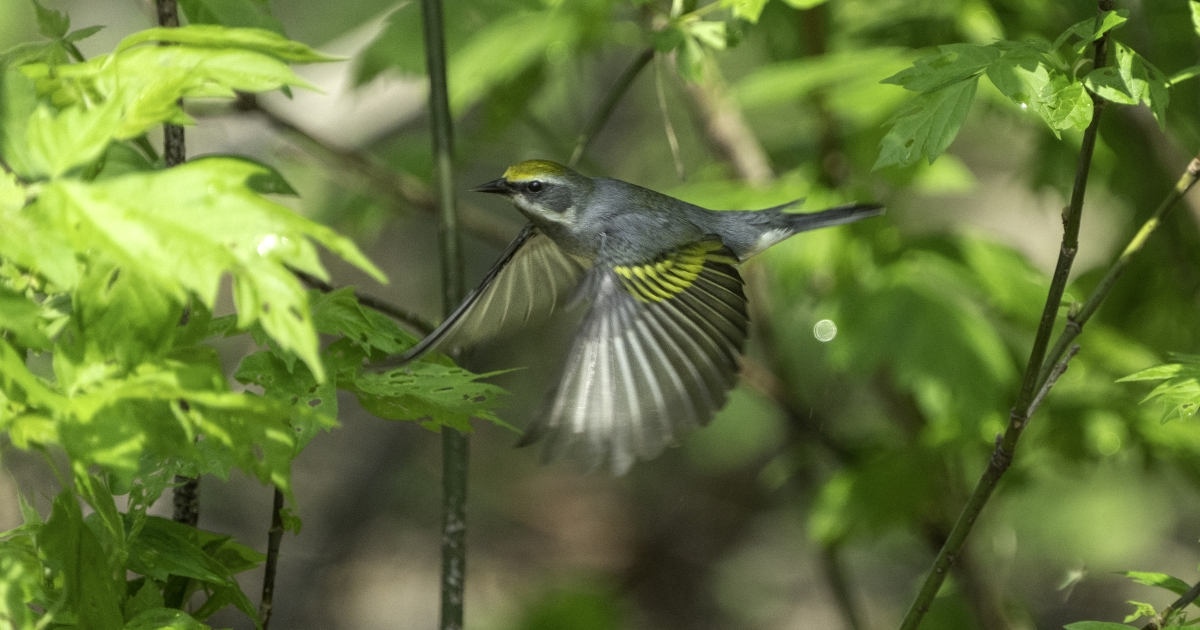 coniferous forest birds