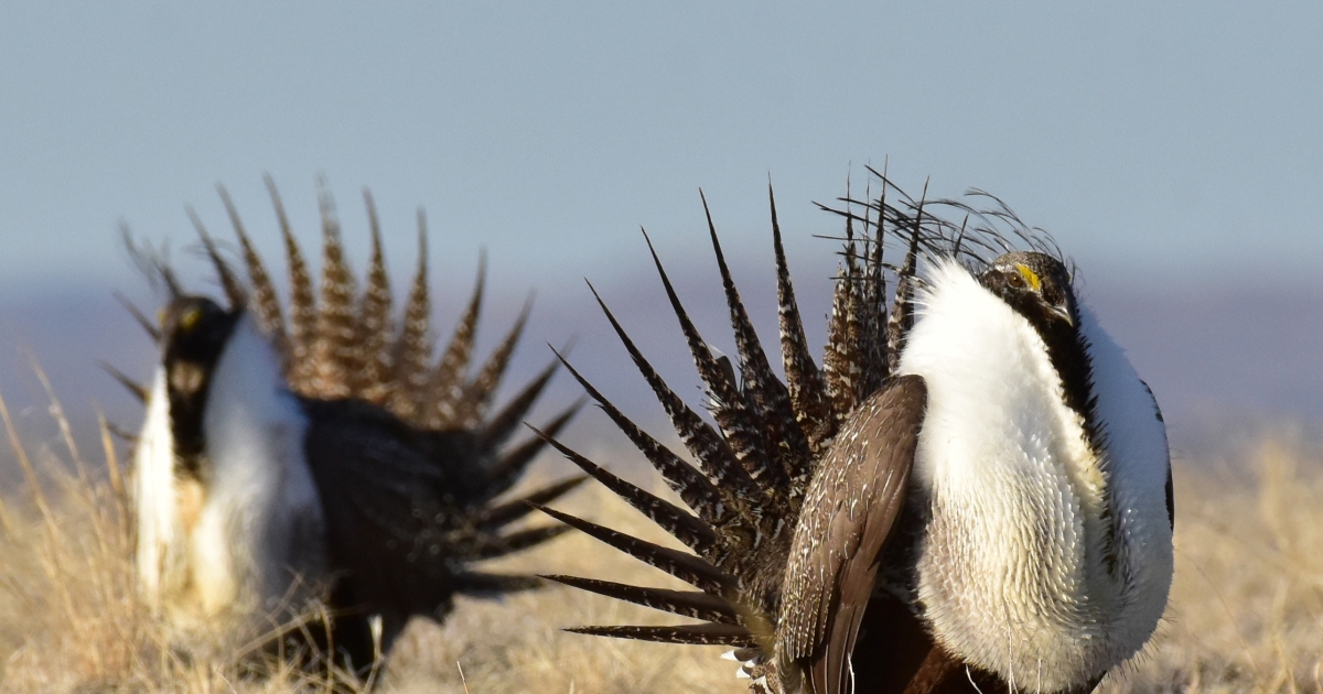Greater Sage Grouse (Centrocercus urophasianus) | U.S. Fish & Wildlife ...