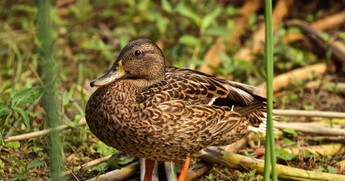 koloa duck