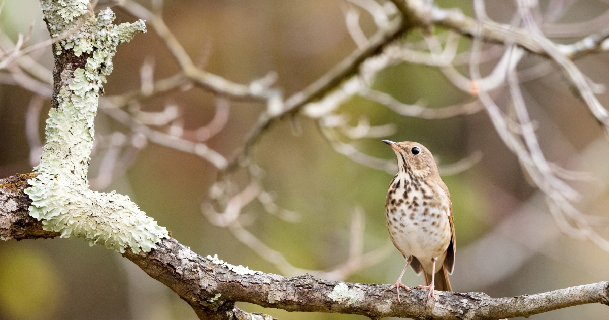 hermit thrush call