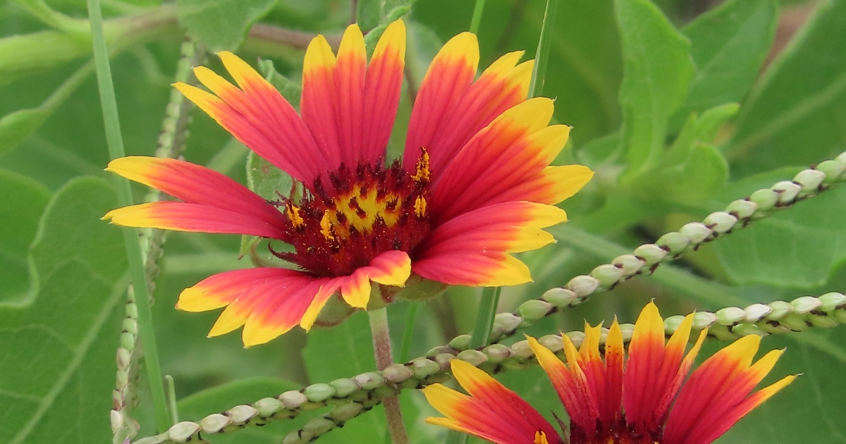 blanket flower native range