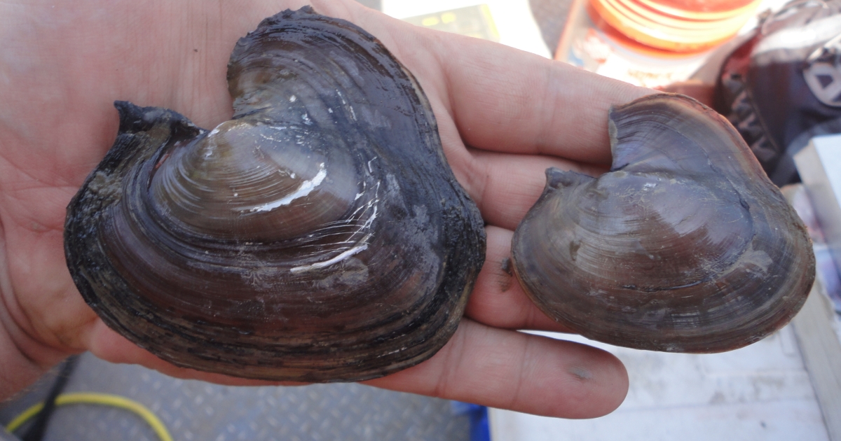 Alabama Heelsplitter (Potamilus inflatus) | U.S. Fish & Wildlife Service