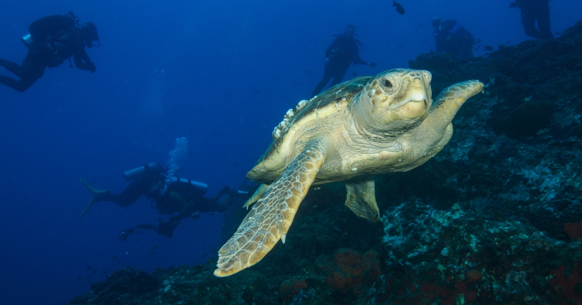 freshwater loggerhead turtle