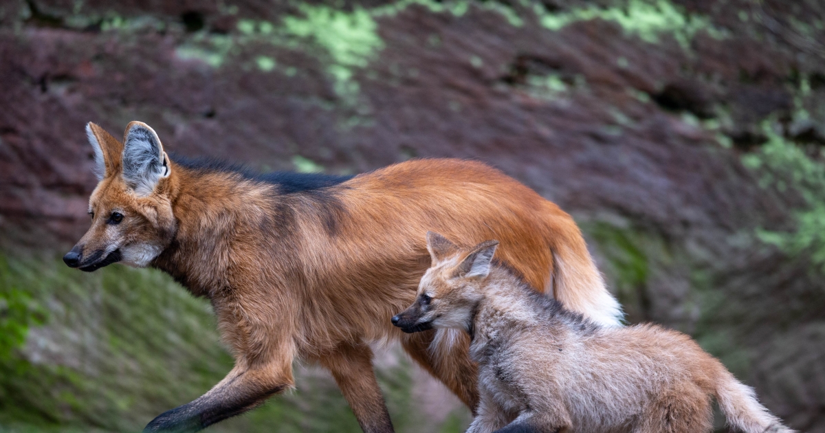 Maned Wolf (Chrysocyon brachyurus) | U.S. Fish & Wildlife Service
