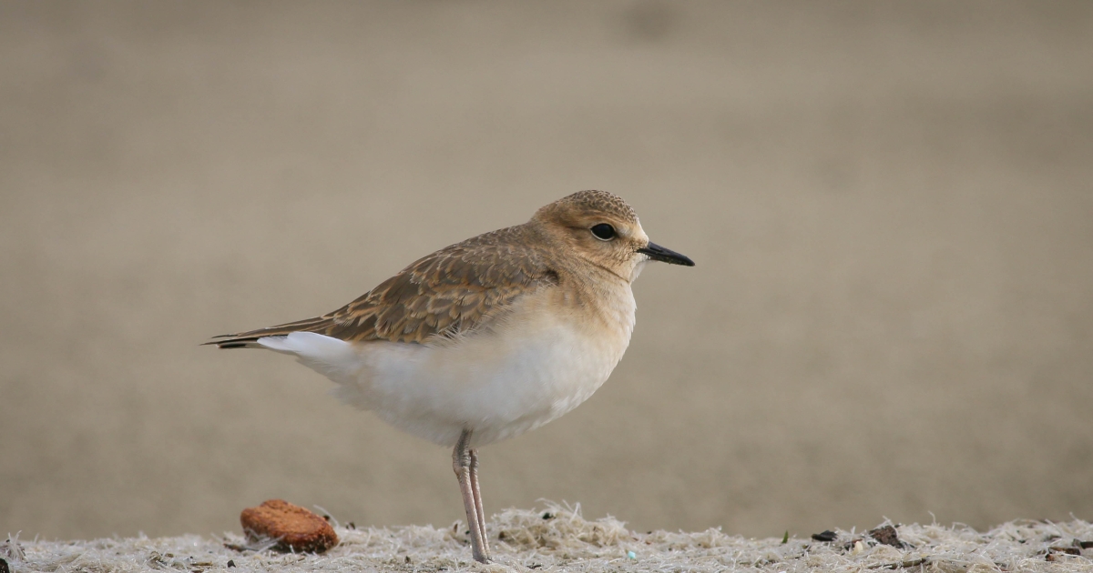 Mountain Plover (Charadrius montanus) | U.S. Fish & Wildlife Service
