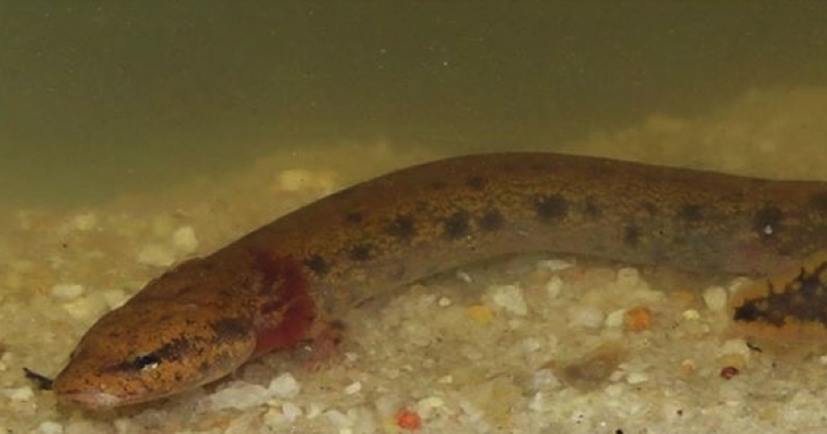 cold water salamander
