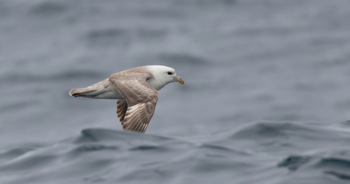 nirthern fulmar