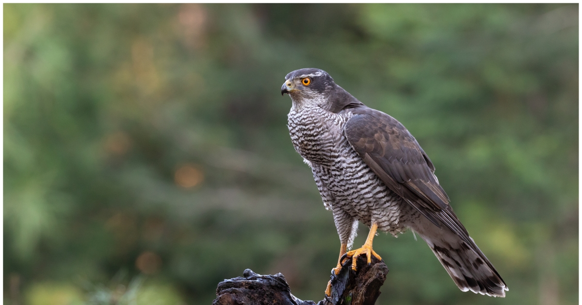 Northern Goshawk Habitat Map