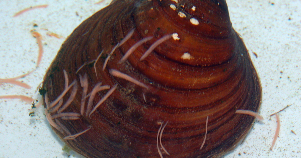 Orange-footed Pearly Mussel (Plethobasus cooperianus) | U.S. Fish ...