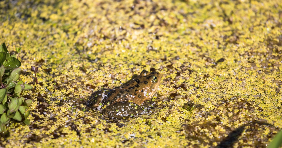 Oregon Spotted Frog (Rana pretiosa) | U.S. Fish & Wildlife Service
