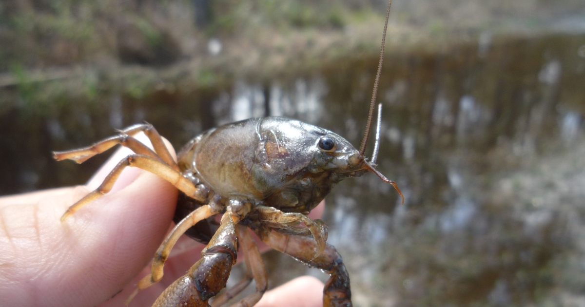 paternoster crayfish