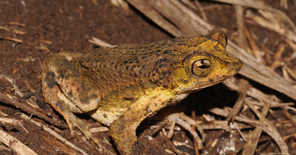 Puerto Rican Crested Toad (Peltophryne lemur) | U.S. Fish & Wildlife ...