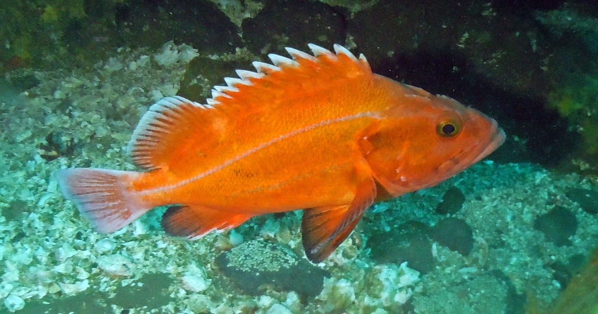 Rasphead Rockfish (Sebastes ruberrimus) | U.S. Fish & Wildlife Service