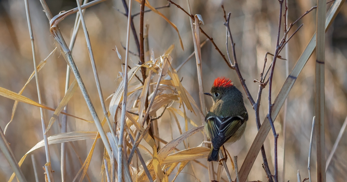 ruby crowned kinglet habitat