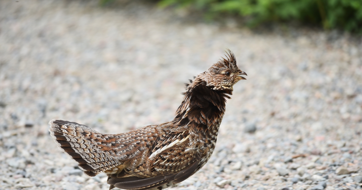 Ruffed Grouse (Bonasa umbellus) | U.S. Fish & Wildlife Service