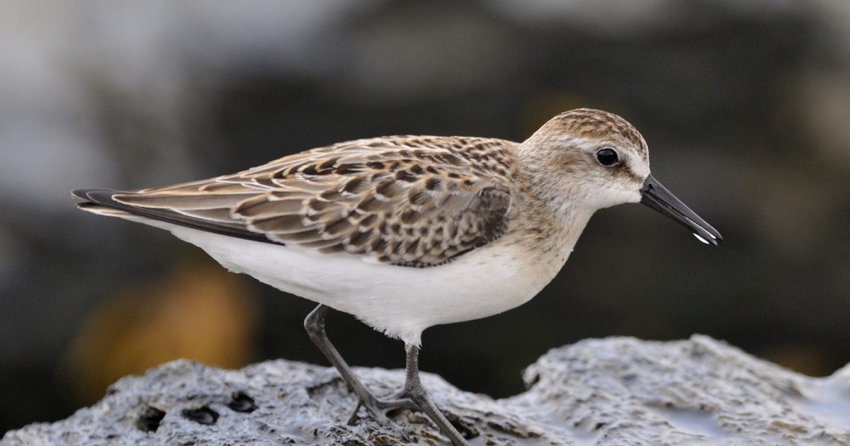 Semipalmated Sandpiper (Calidris pusilla) | U.S. Fish & Wildlife Service