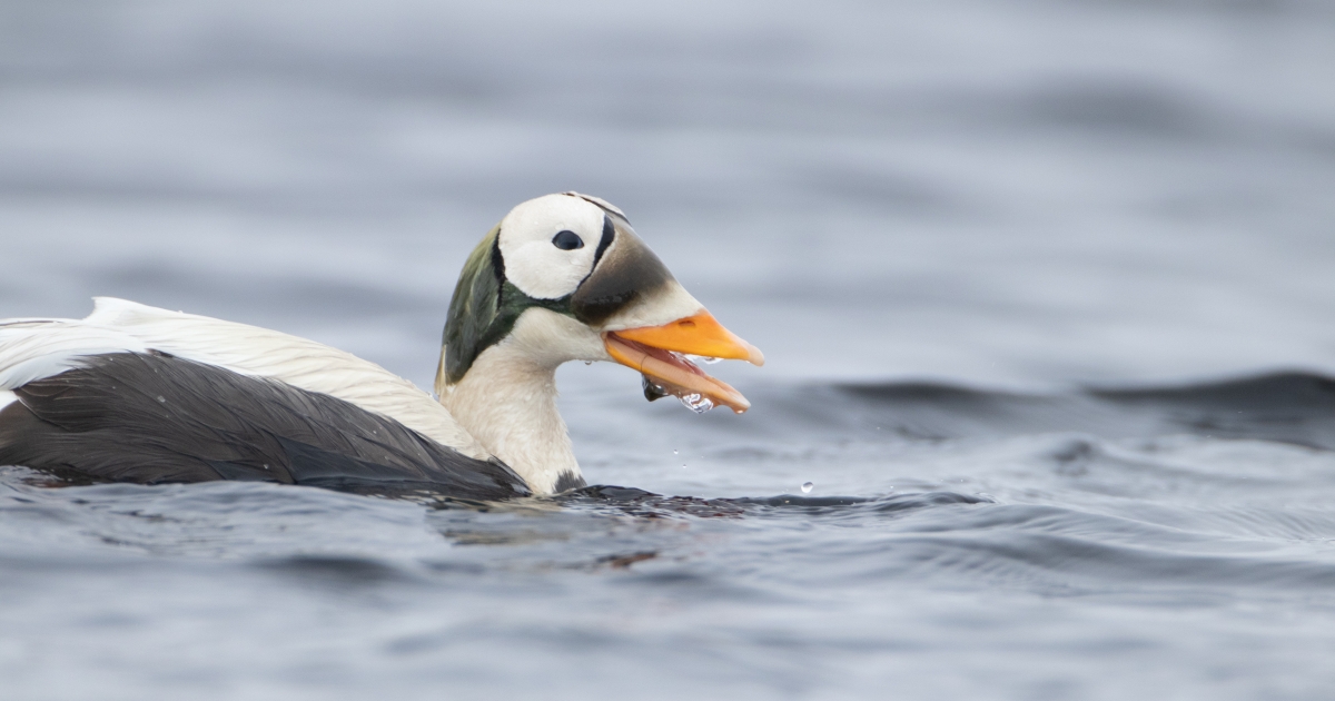 spectacled eider duck
