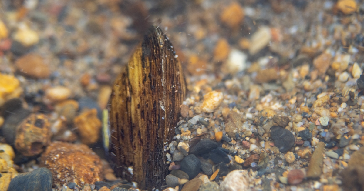 Southern Pigtoe (Pleurobema georgianum) | U.S. Fish & Wildlife Service