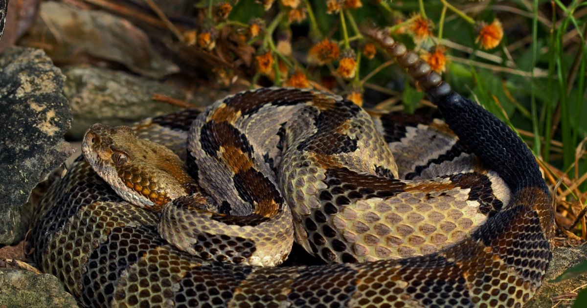 Timber Rattlesnake (Crotalus horridus) | U.S. Fish & Wildlife Service