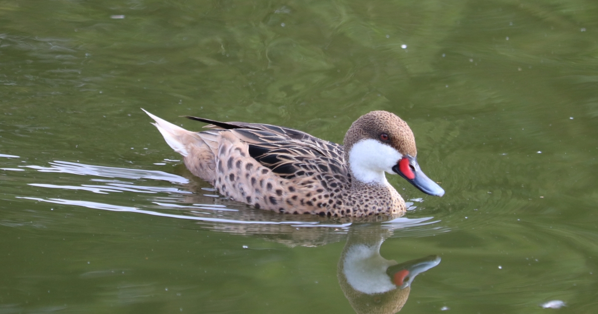 White-cheeked Pintail (Anas bahamensis) | U.S. Fish & Wildlife Service