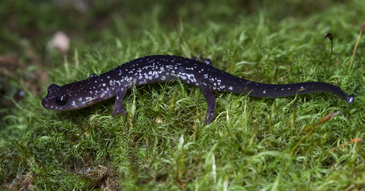 White-spotted Salamander (Plethodon punctatus) | U.S. Fish & Wildlife ...
