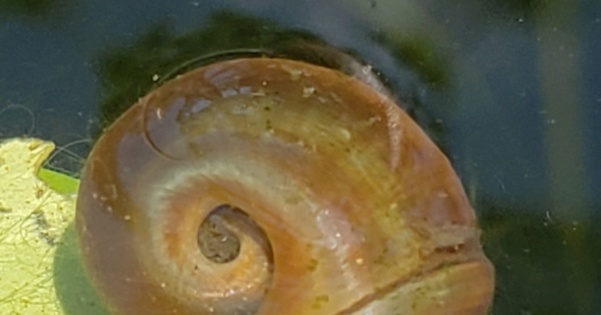 Frequently asked questions - magnificent ramshorn | U.S. Fish ...