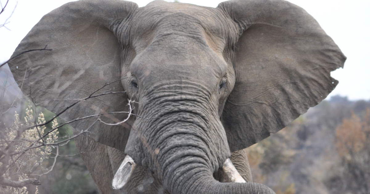 African Elephant Pictures